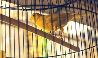 OpenCanary » ADMIN Magazine