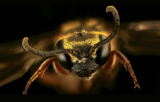 Mutillidae II » ADMIN Magazine